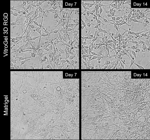 Long-Term Neuron Culture Maturation in 3D Hydrogel Constructs | TheWell ...
