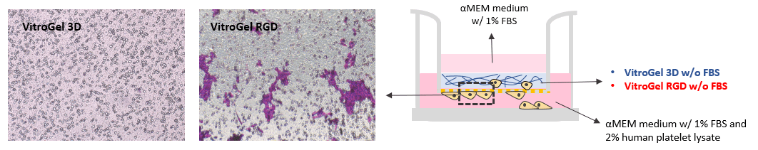Invasion Assay - Tunable, Xeno-free Hydrogel | VitroGel®