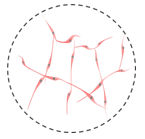 2D Hydrogel Coating - Tunable, Xeno-free Hydrogel | TheWell Bioscience