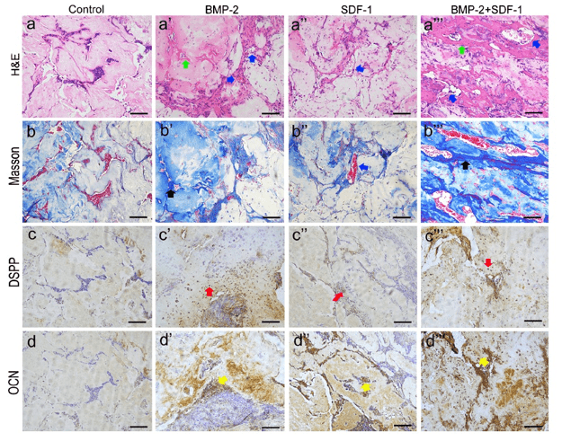 Xenograft - In Vivo Injection, Xeno-free Hydrogel | TheWell Bioscience