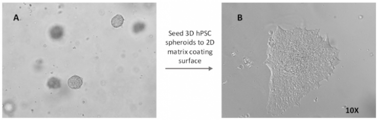 Human pluripotent stem cells expansion with xeno-free hydrogel